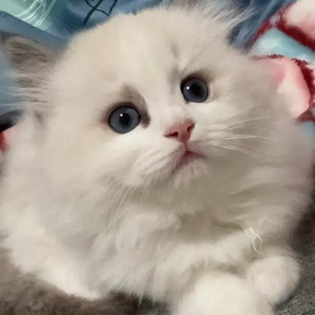 Feishu Open Platform